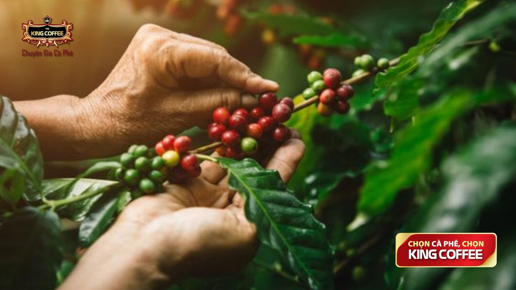 KingCoffee | INTERESTING FACTS ABOUT COFFEE, DID YOU KNOW?